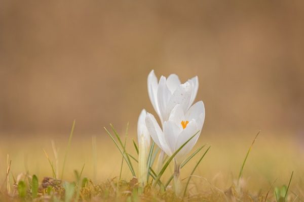 Knowing Allah through His Beautiful Names: Al Ba'ith - Utrujj